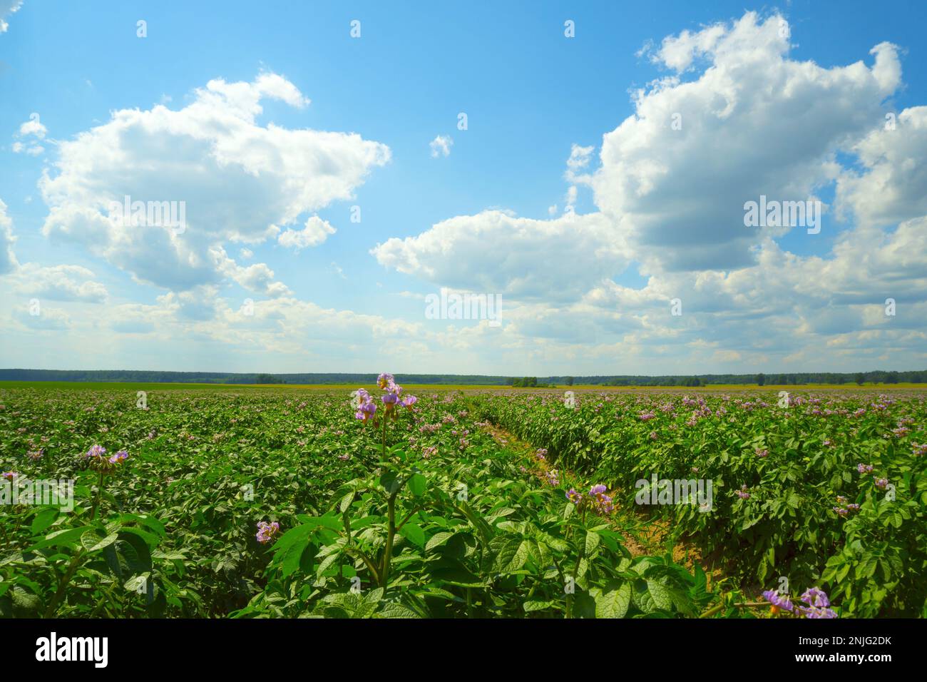 Flowering potato field, summer landscape Stock Photo - Alamy
