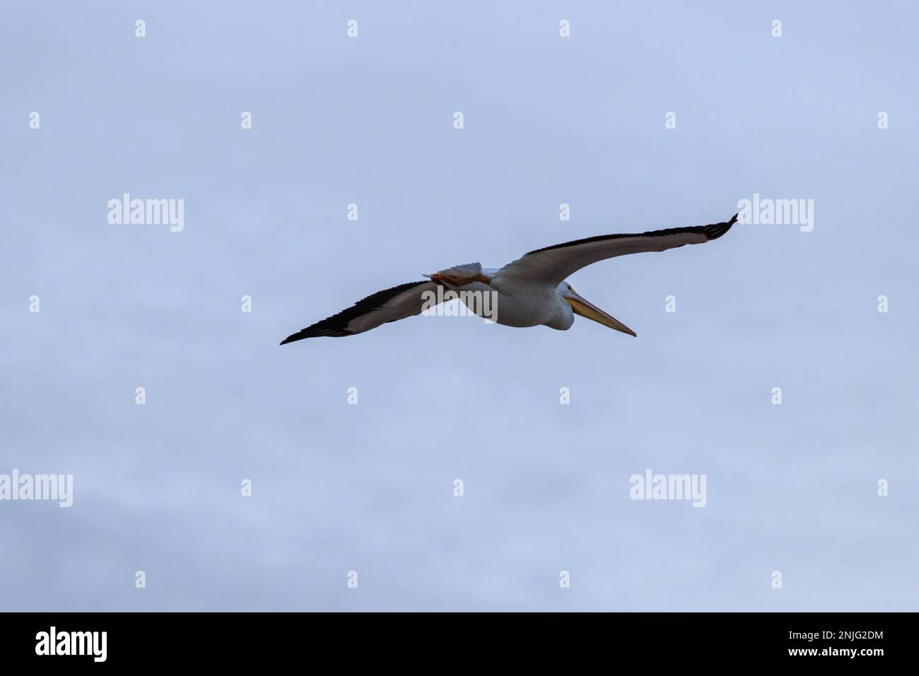Pelicans in the Gila River at Gillespie Dam Stock Photo - Alamy