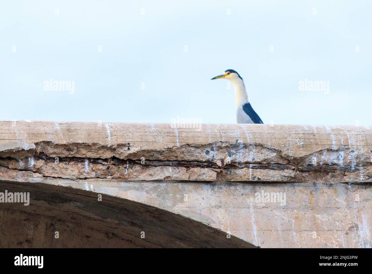 Pelicans in the Gila River at Gillespie Dam Stock Photo - Alamy