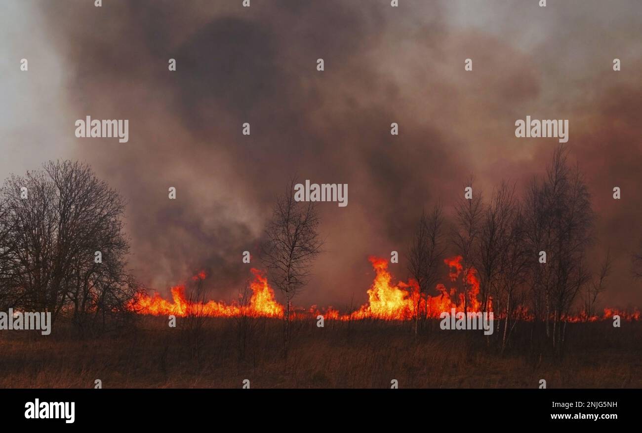 Burning grass in spring forest, disaster Stock Photo - Alamy