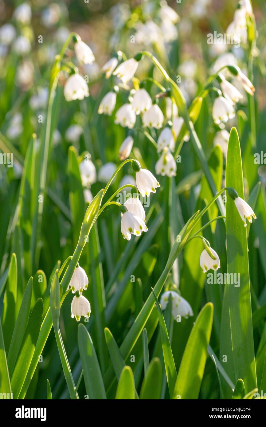 The bell shaped blooms of spring snowflake plants on a spring morning ...