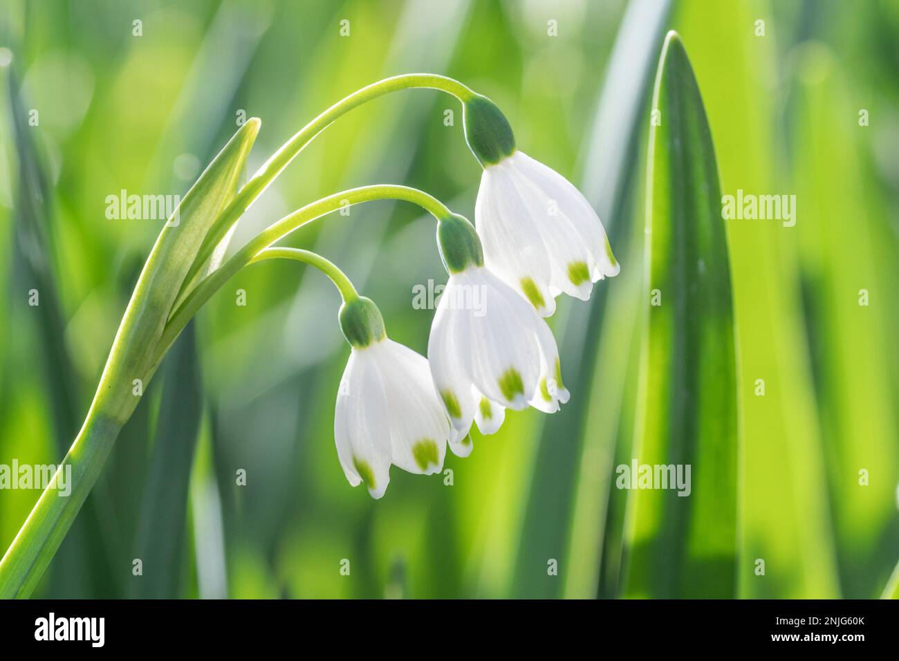 The white bells of leucojum vernum have green spots on each of their ...