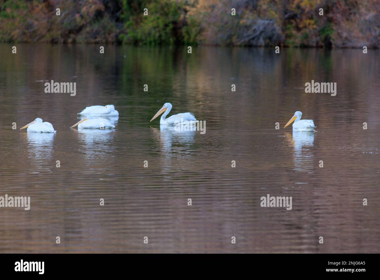 Pelicans in the Gila River at Gillespie Dam Stock Photo - Alamy