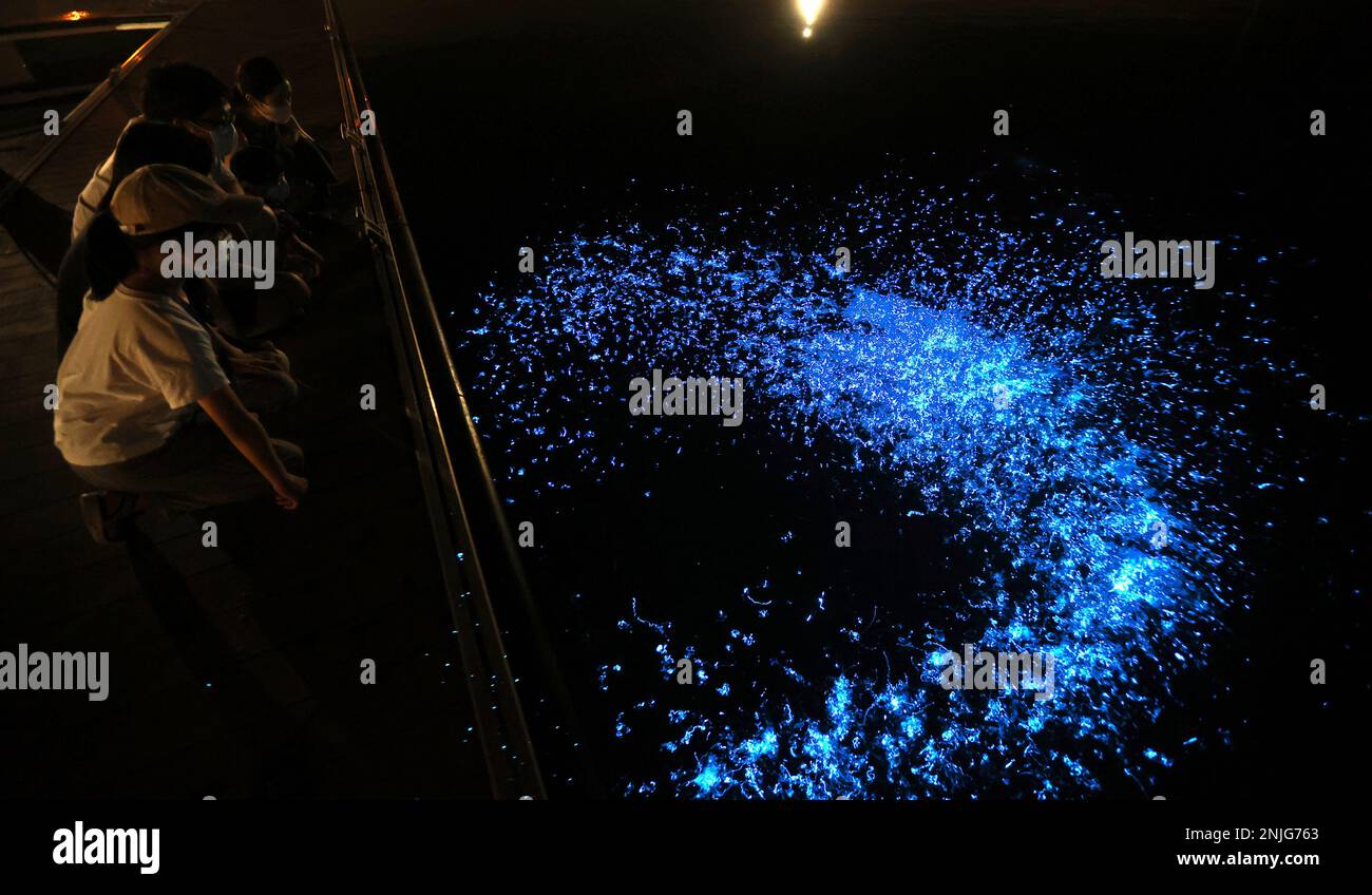 Vargula hilgendorfii (sea-firefly / umi-hotaru in Japanese) are ...