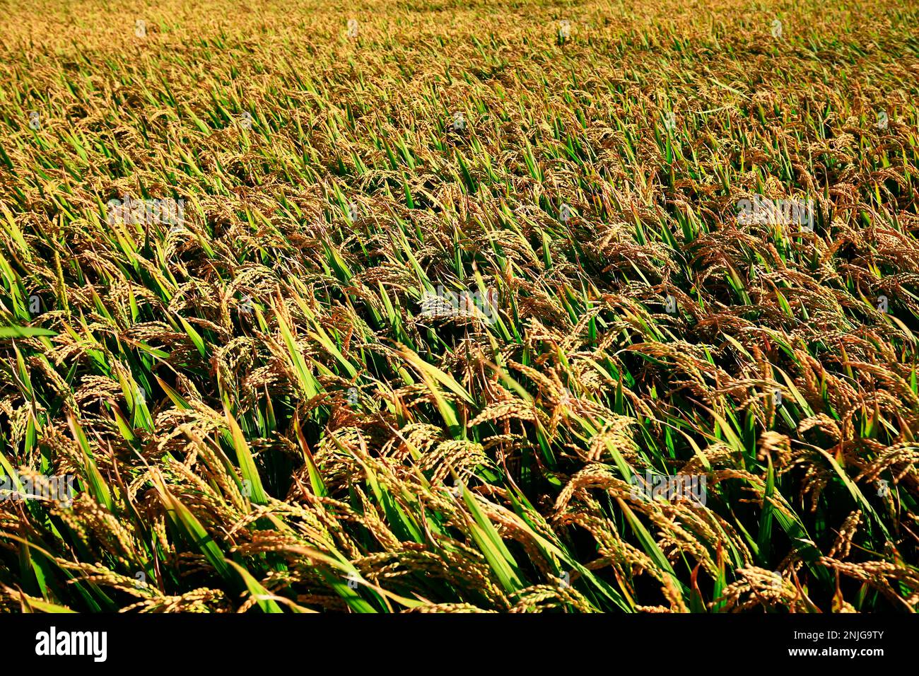 The autumn rice fields Stock Photo - Alamy
