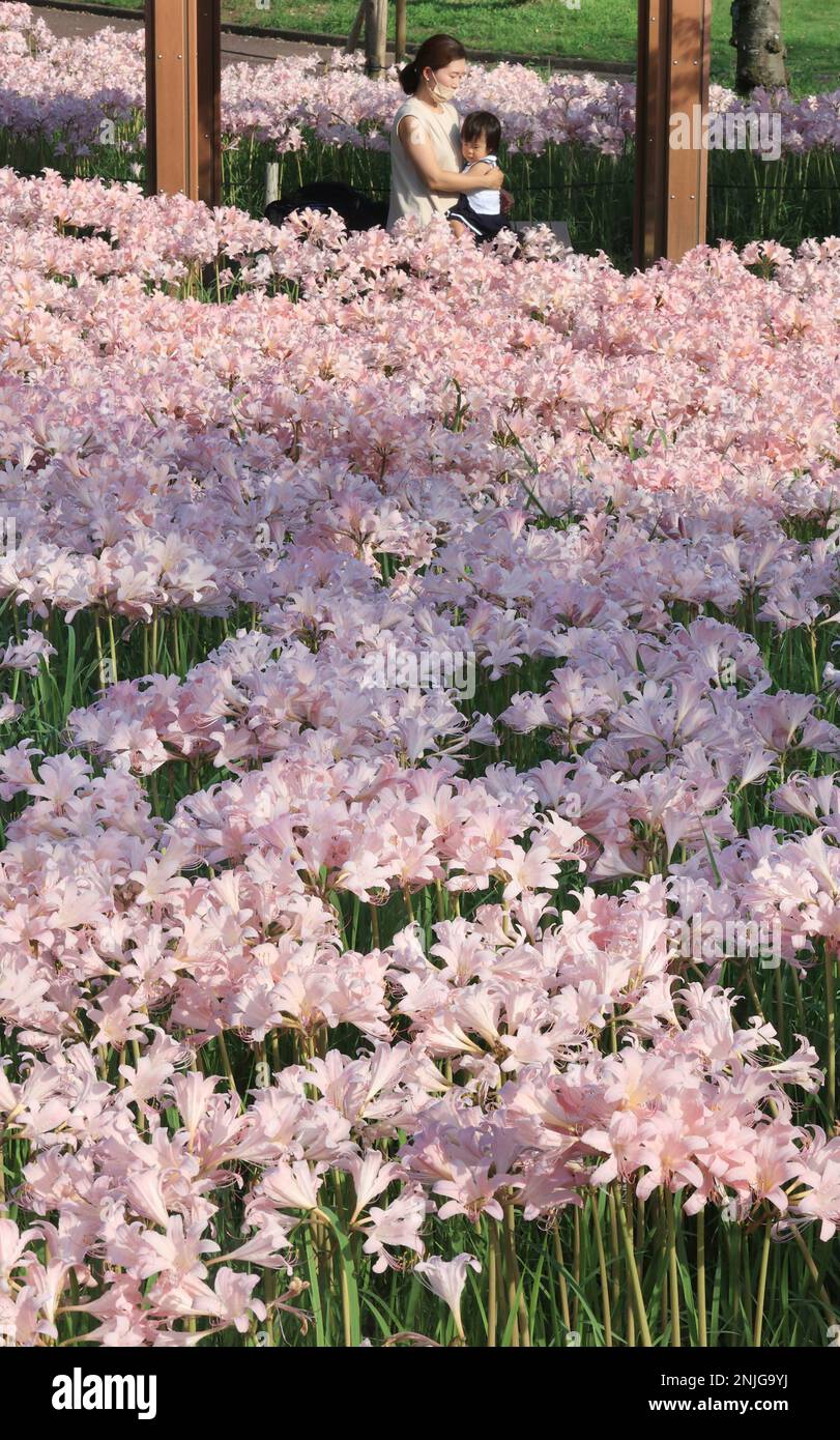 Flowers of Lycoris squamigera are in full bloom at the Expo'70 ...