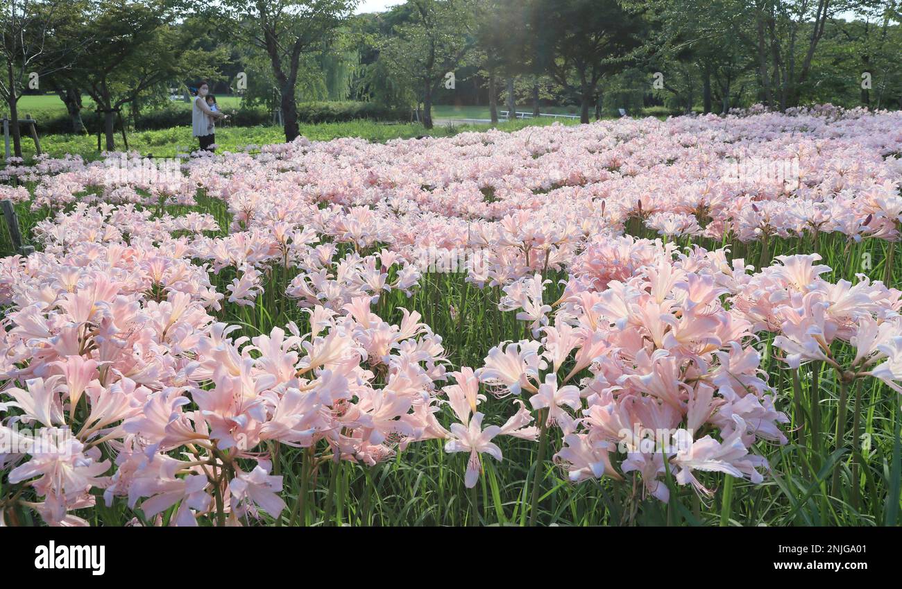 Flowers of Lycoris squamigera are in full bloom at the Expo'70 ...