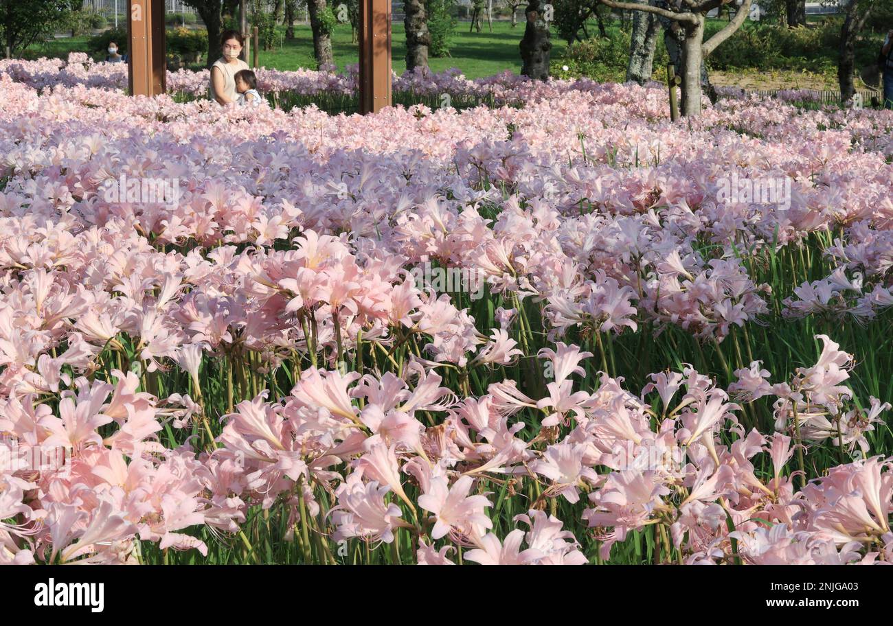 Flowers of Lycoris squamigera are in full bloom at the Expo'70 ...