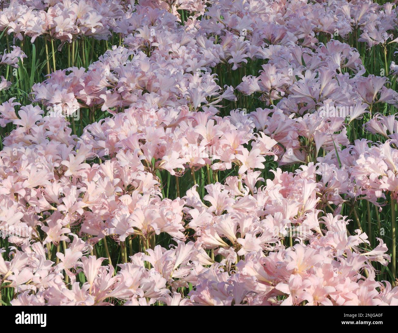 Flowers of Lycoris squamigera are in full bloom at the Expo'70 ...