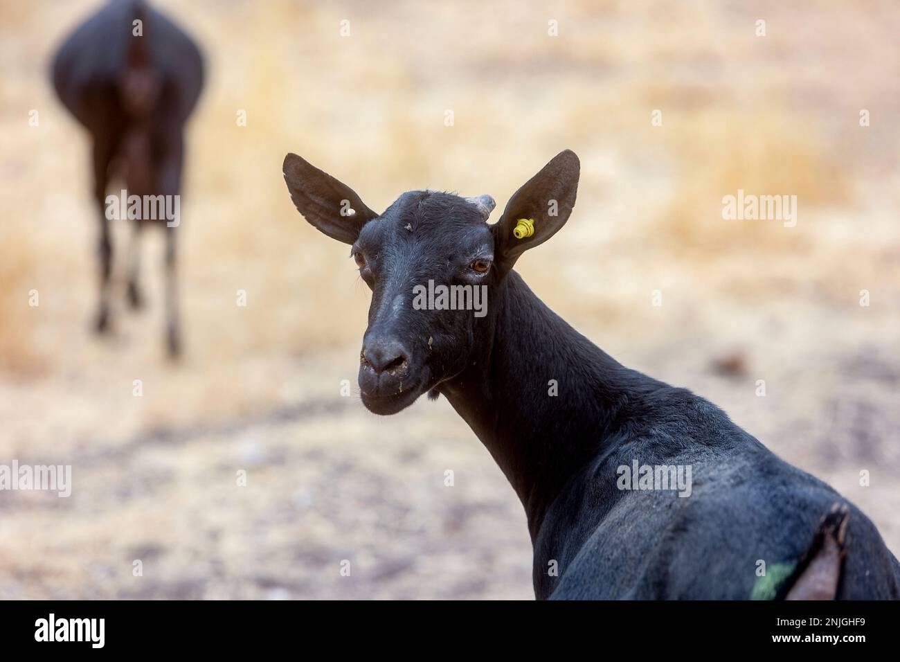 A goat at Suerte Ampanera farm, on August 24, 2022, in Colmenar Viejo ...