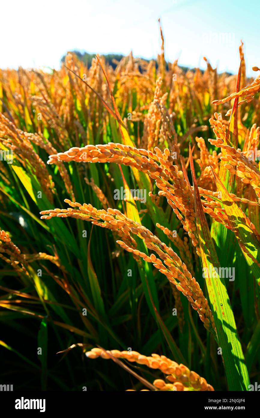 The autumn rice fields Stock Photo - Alamy