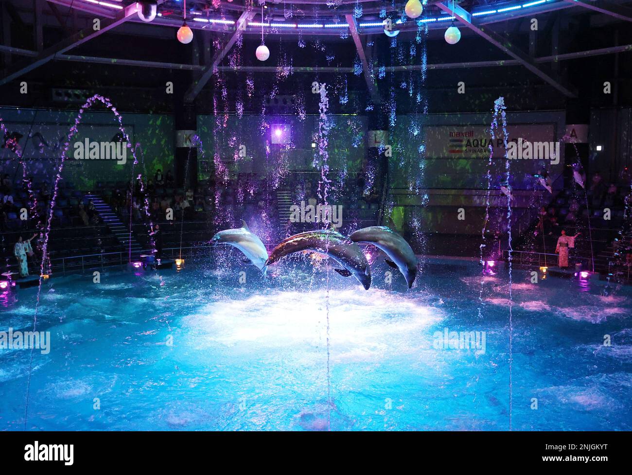 A spectacular dolphin show collaborating with light effects and music ...