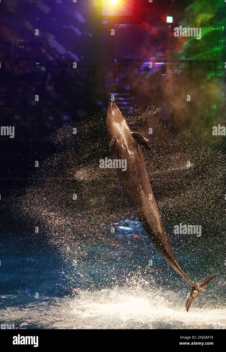 A spectacular dolphin show collaborating with light effects and music ...