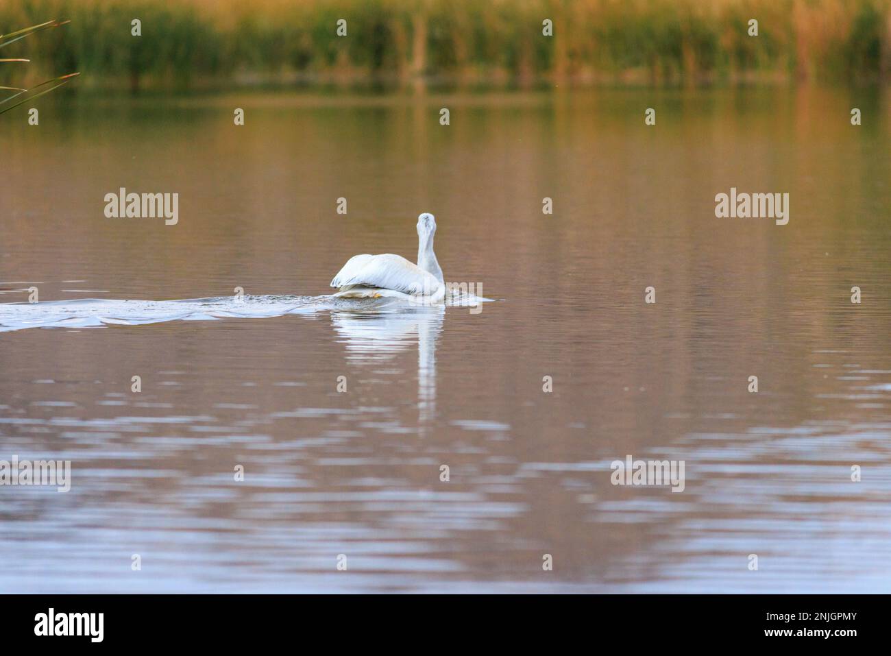 Pelicans in the Gila River at Gillespie Dam Stock Photo - Alamy