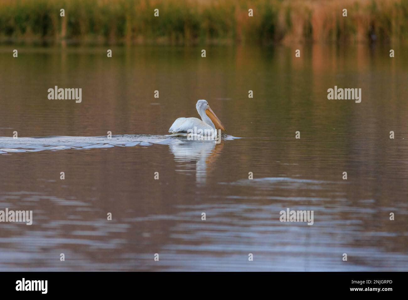 Pelicans in the Gila River at Gillespie Dam Stock Photo - Alamy