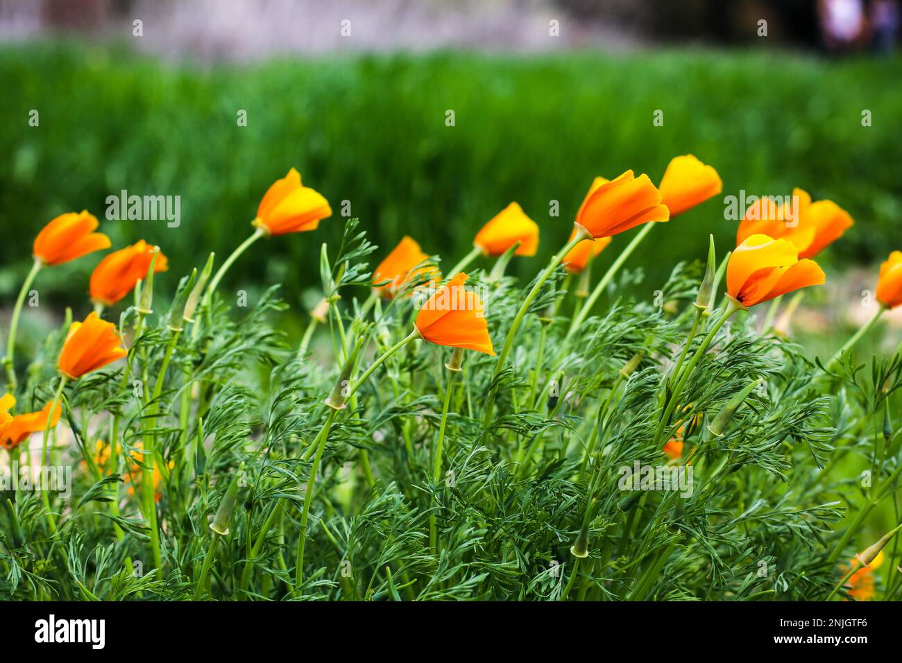 Wind blown poppy hi-res stock photography and images - Alamy