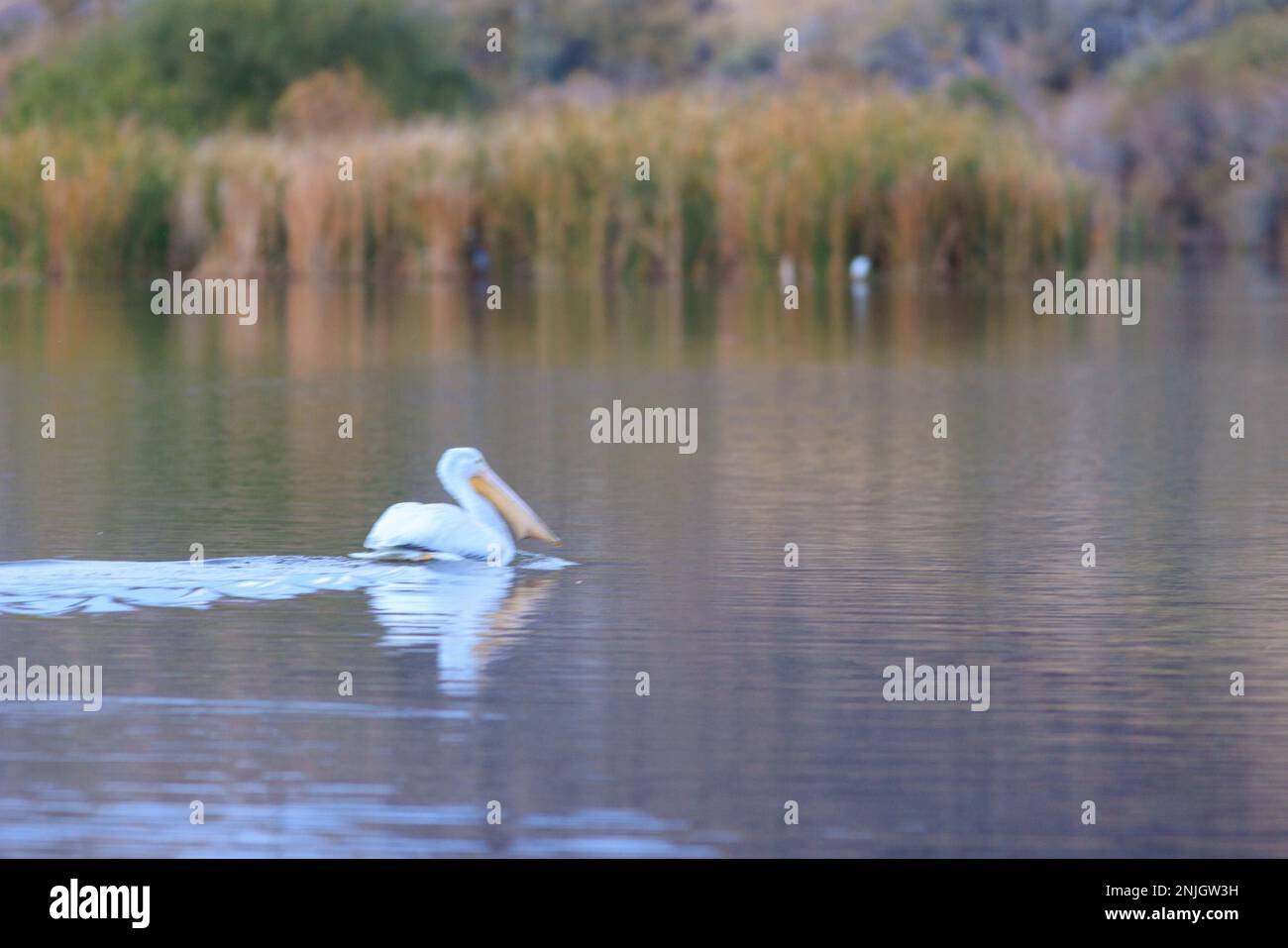 Pelicans in the Gila River at Gillespie Dam Stock Photo - Alamy