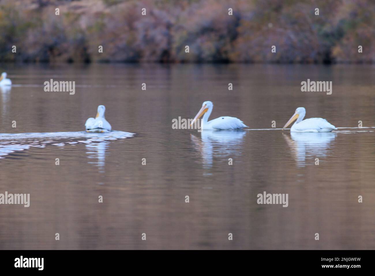 Pelicans in the Gila River at Gillespie Dam Stock Photo - Alamy