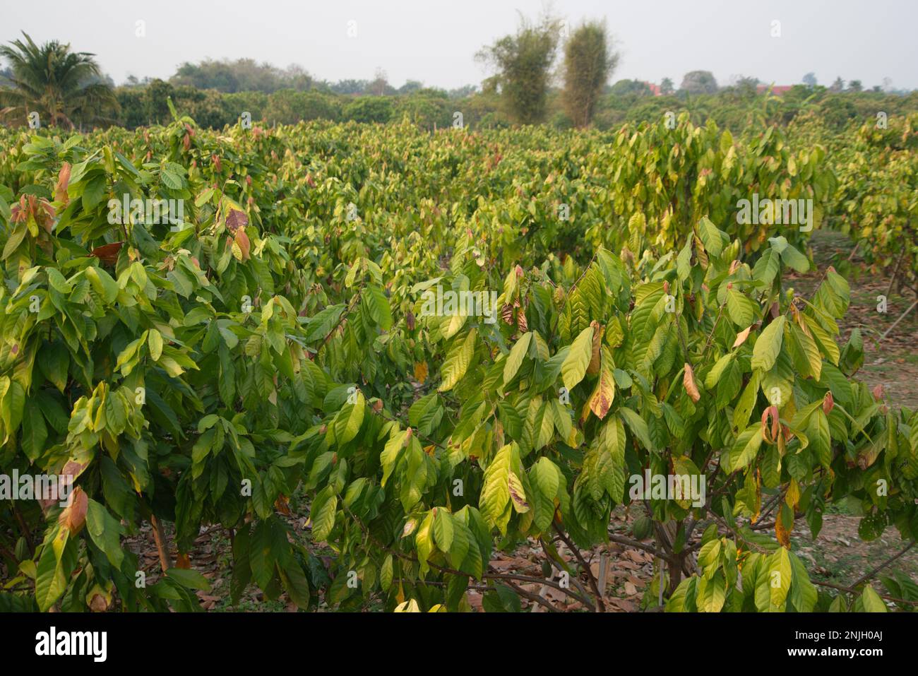 Cocoa plants in nature Background Stock Photo - Alamy