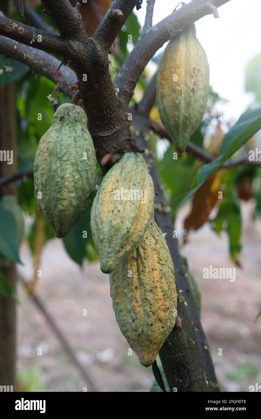Cocoa plants in nature Background Stock Photo - Alamy