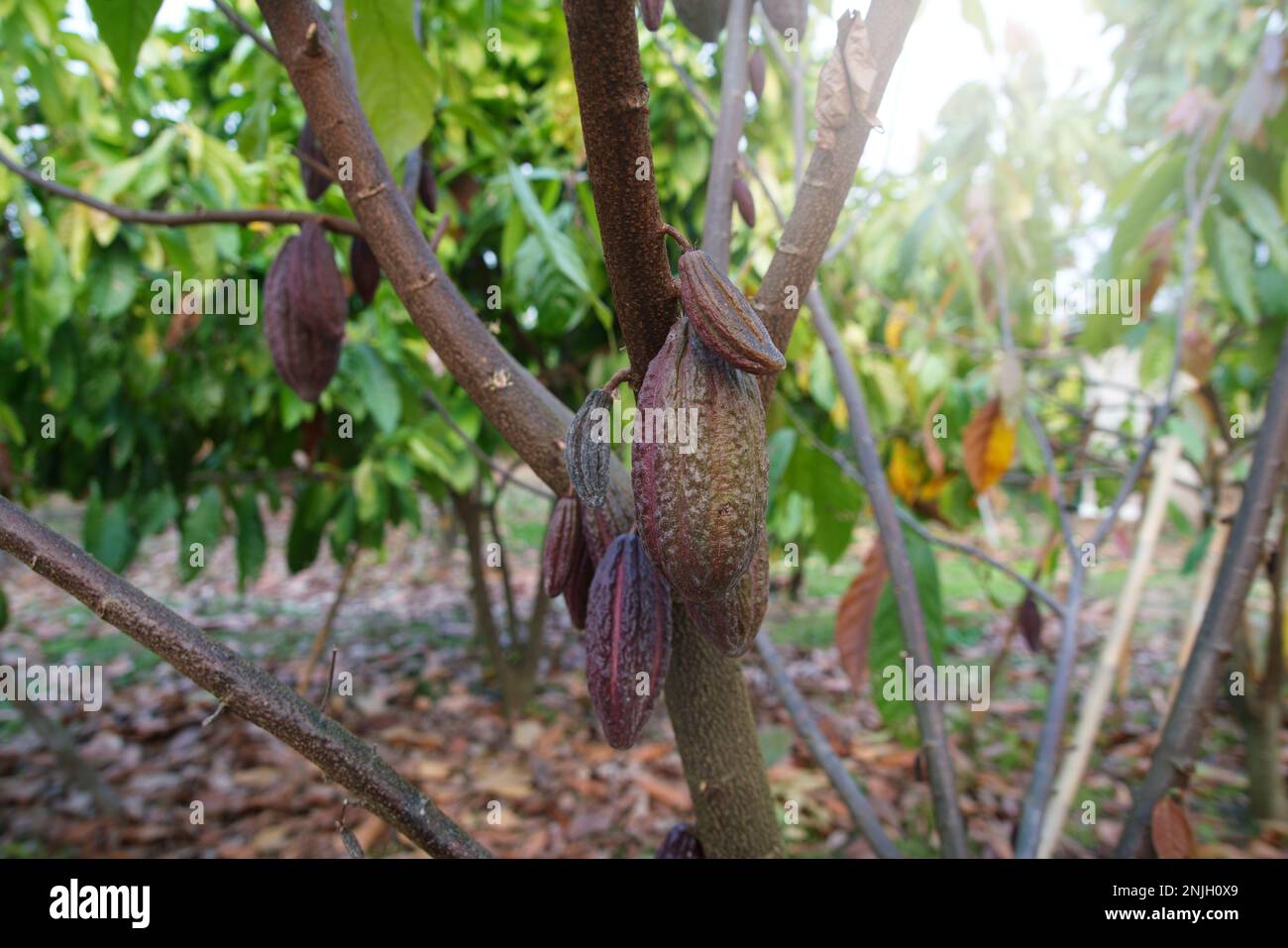 Cocoa plants in nature Background Stock Photo - Alamy