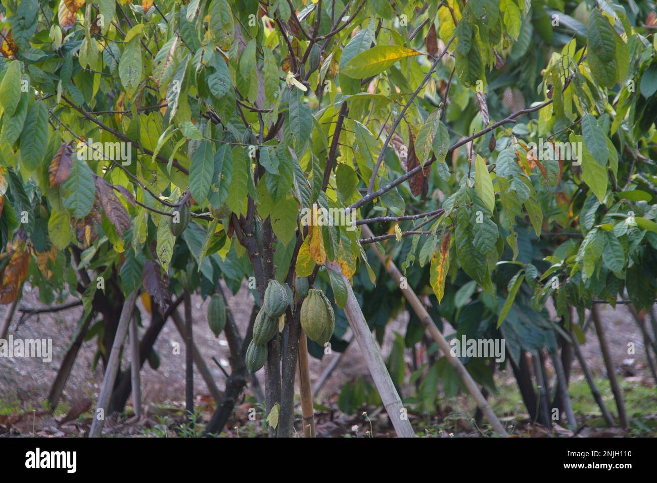 Cocoa plants in nature Background Stock Photo - Alamy