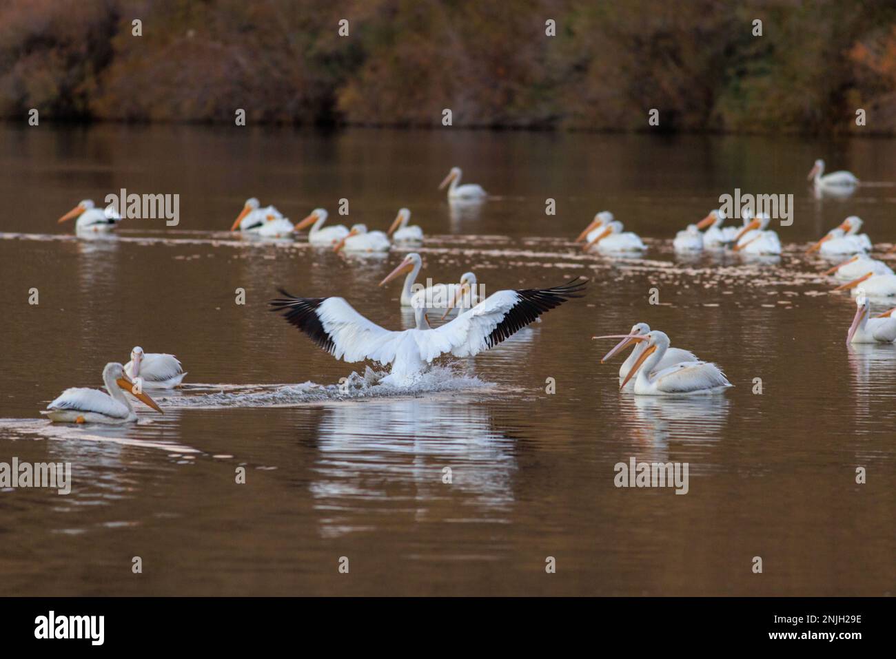 Pelicans in the Gila River at Gillespie Dam Stock Photo - Alamy