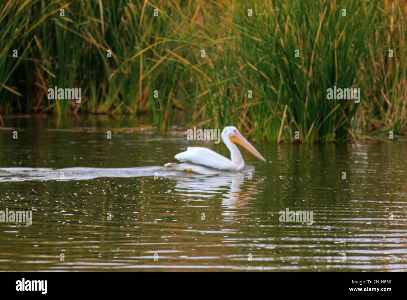 Pelicans in the Gila River at Gillespie Dam Stock Photo - Alamy