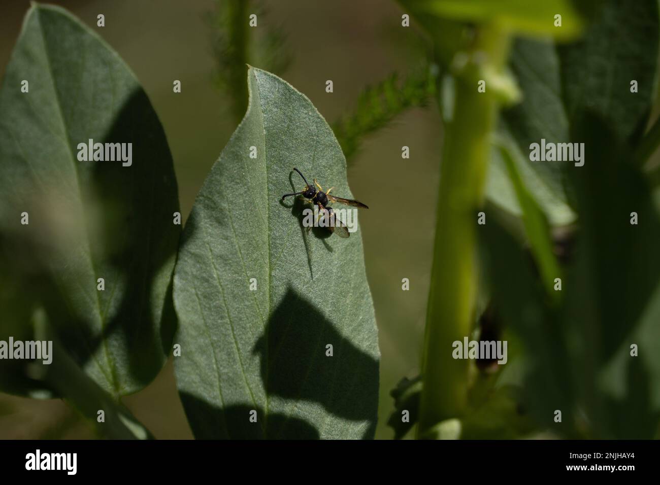 European Tube Wasp (Ancistrocerus gazella) on a fava bean (broad bean ...