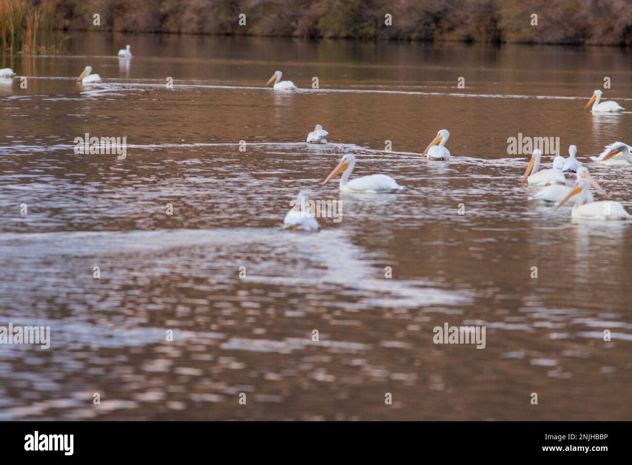 Pelicans in the Gila River at Gillespie Dam Stock Photo - Alamy
