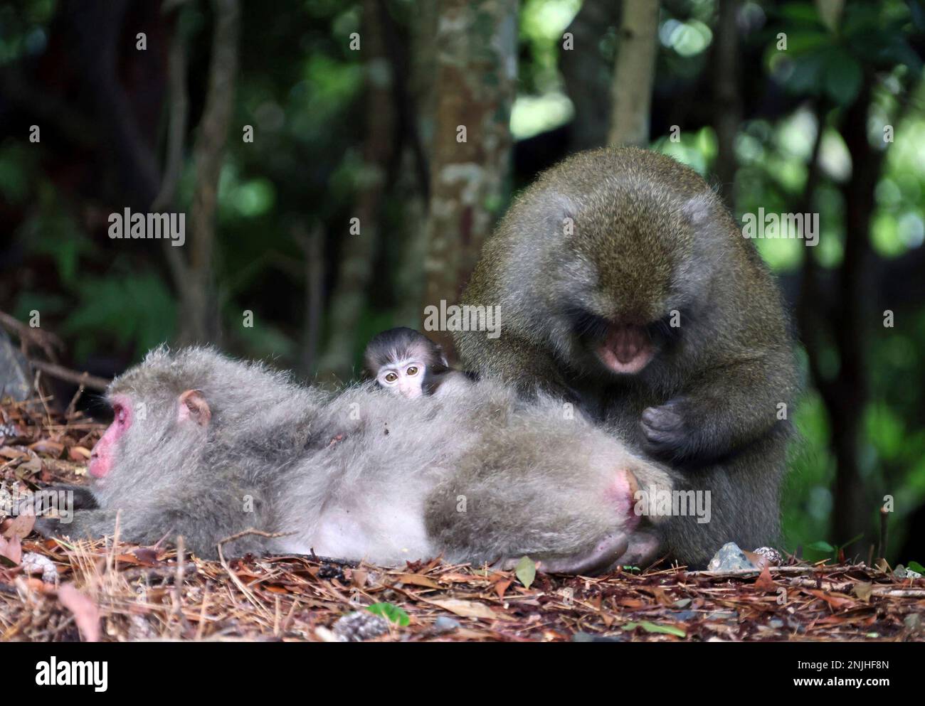 Yaku monkeys, indigenous species, rest at forests of Yakushima Island ...