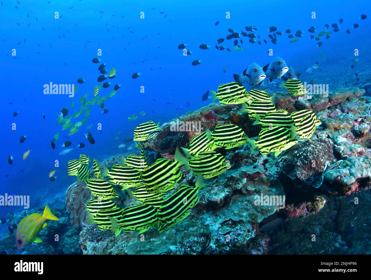 An underwater photo shows a school of estripey fish swimming off ...