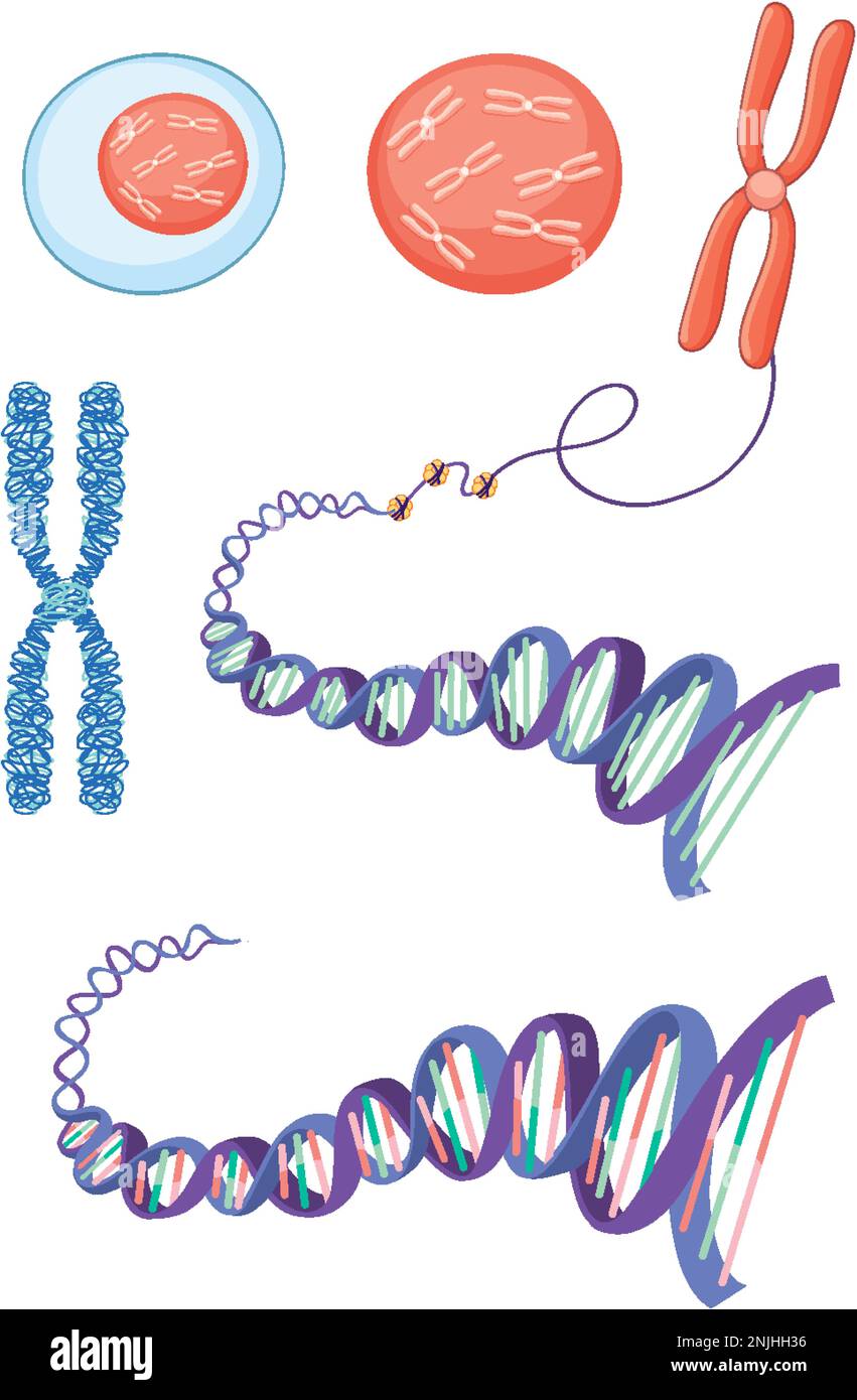 Cell structure chromosome histone and DNA illustration Stock Vector ... Cell structure chromosome histone and DNA illustration Stock Vector ...
