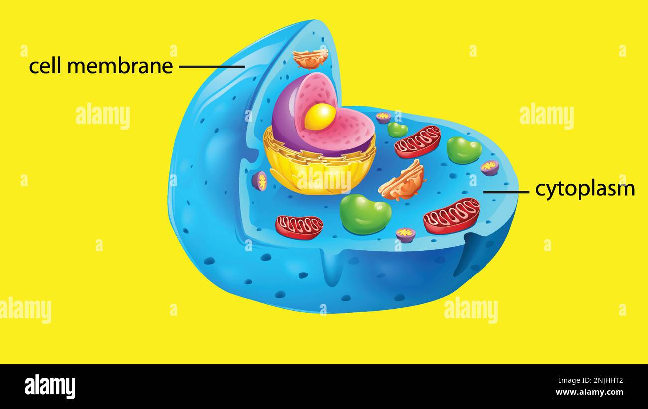 Animal cell anatomy structure illustration Stock Vector Image & Art - Alamy