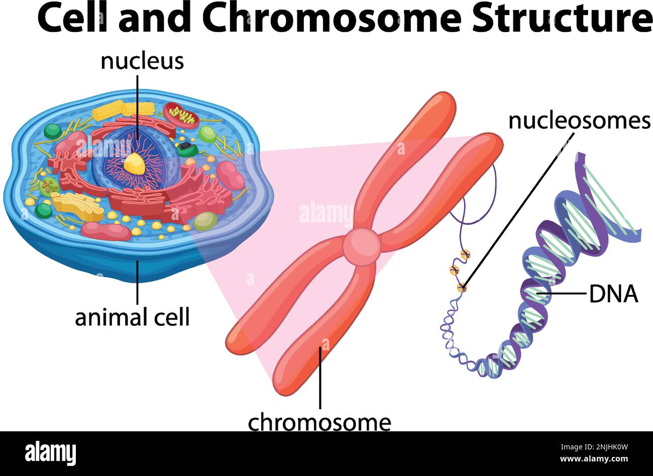 Animal Cell Anatomy Structure Diagram illustration Stock Vector Image ...