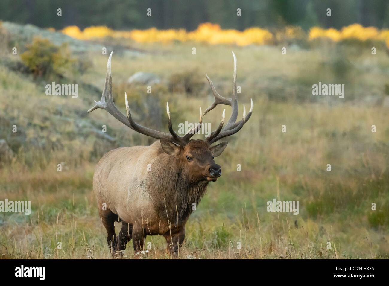 Large Bull Elk photo taken during the Rut in Rocky Mountain National ...