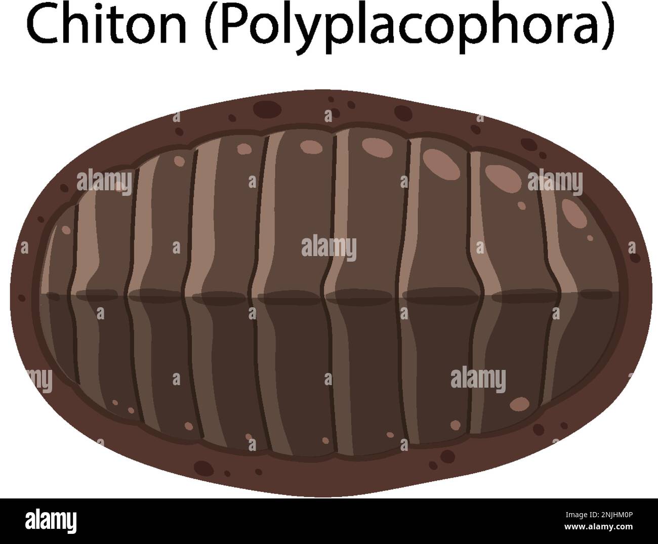 Chiton isolated rocky shore animal illustration Stock Vector Image ...