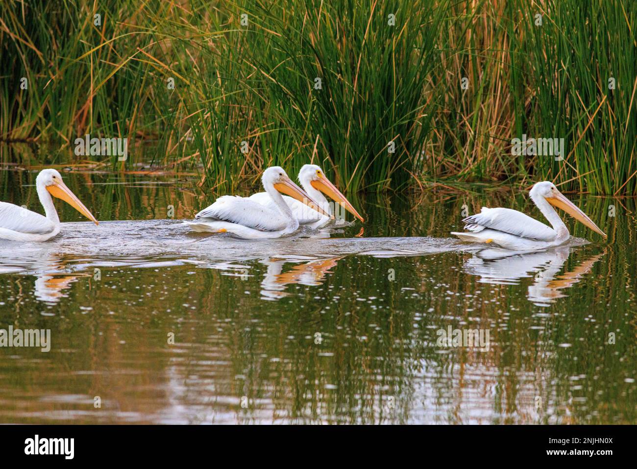 Pelicans in the Gila River at Gillespie Dam Stock Photo - Alamy