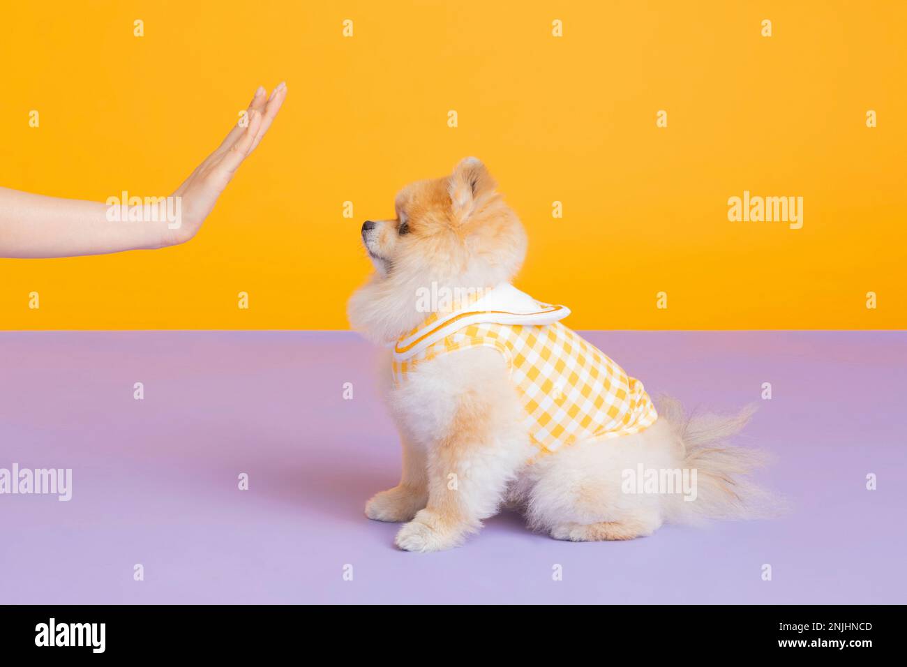 studio pet photography potty, toilet training Stock Photo - Alamy