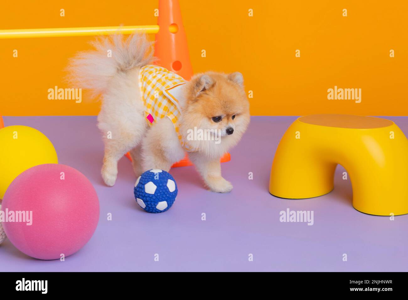 studio pet photography potty, toilet training Stock Photo - Alamy