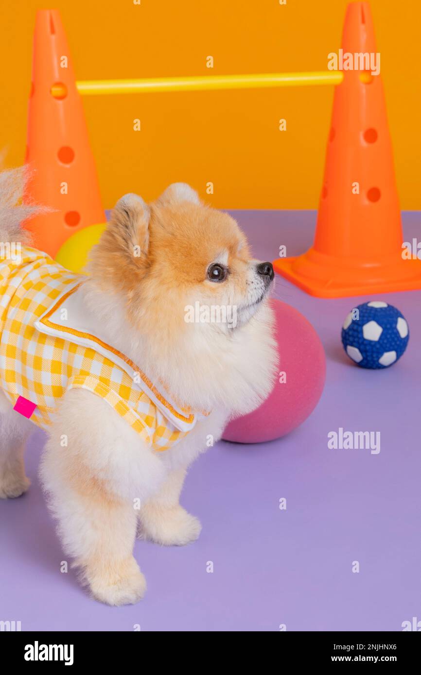 studio pet photography potty, toilet training Stock Photo - Alamy