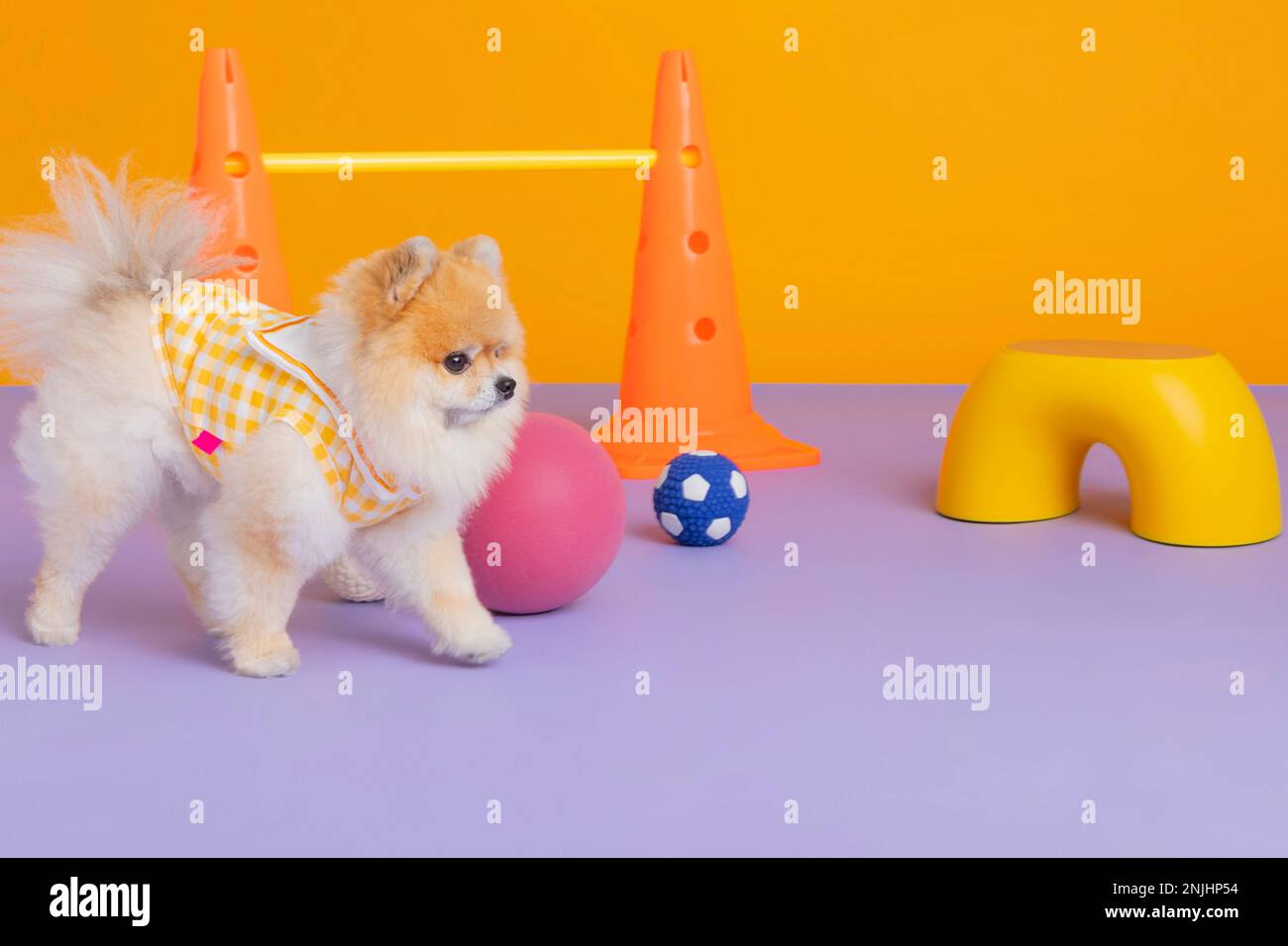 studio pet photography potty, toilet training Stock Photo - Alamy