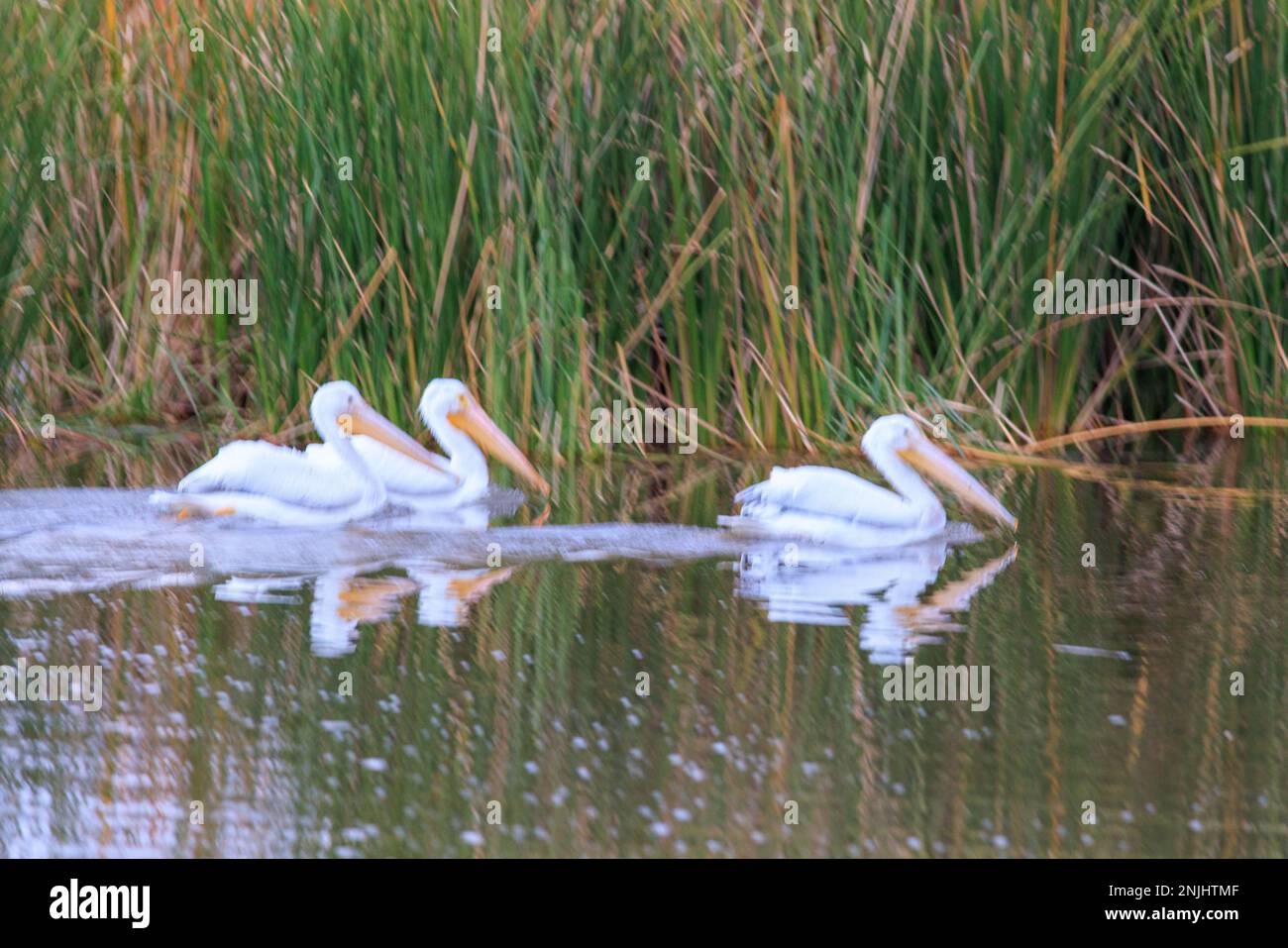 Pelicans in the Gila River at Gillespie Dam Stock Photo - Alamy