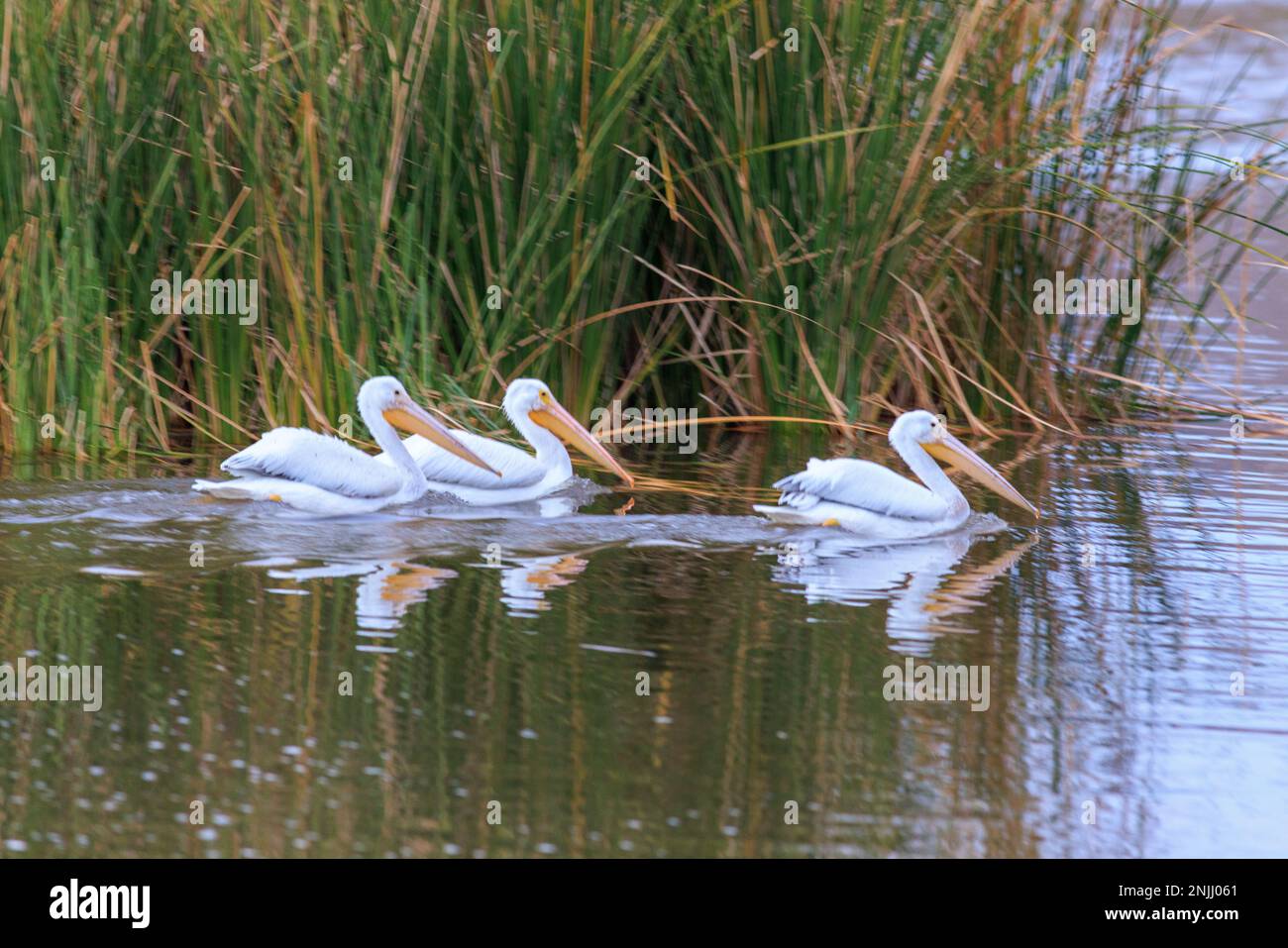 Pelicans in the Gila River at Gillespie Dam Stock Photo - Alamy