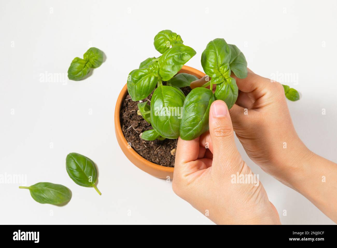 raising fresh basil pot Stock Photo - Alamy
