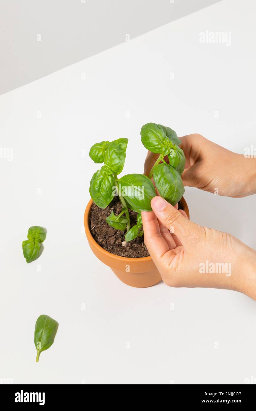 raising fresh basil pot Stock Photo - Alamy