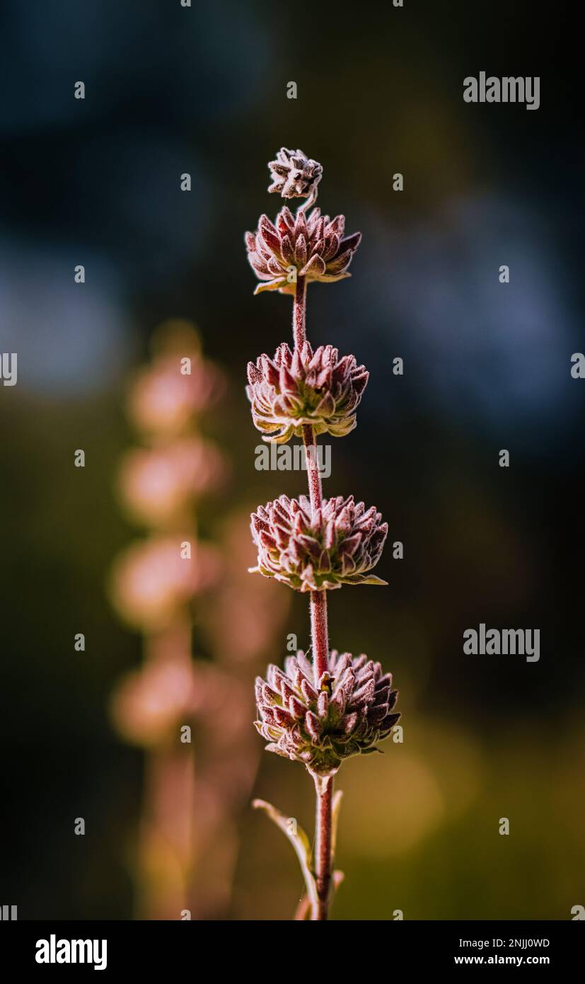 natural plants around us when macro photography Stock Photo - Alamy