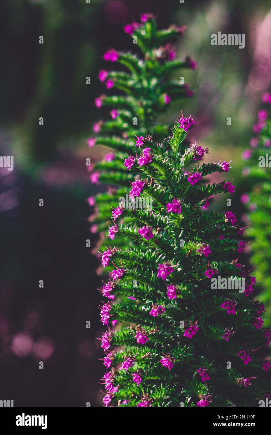 natural plants around us when macro photography Stock Photo - Alamy