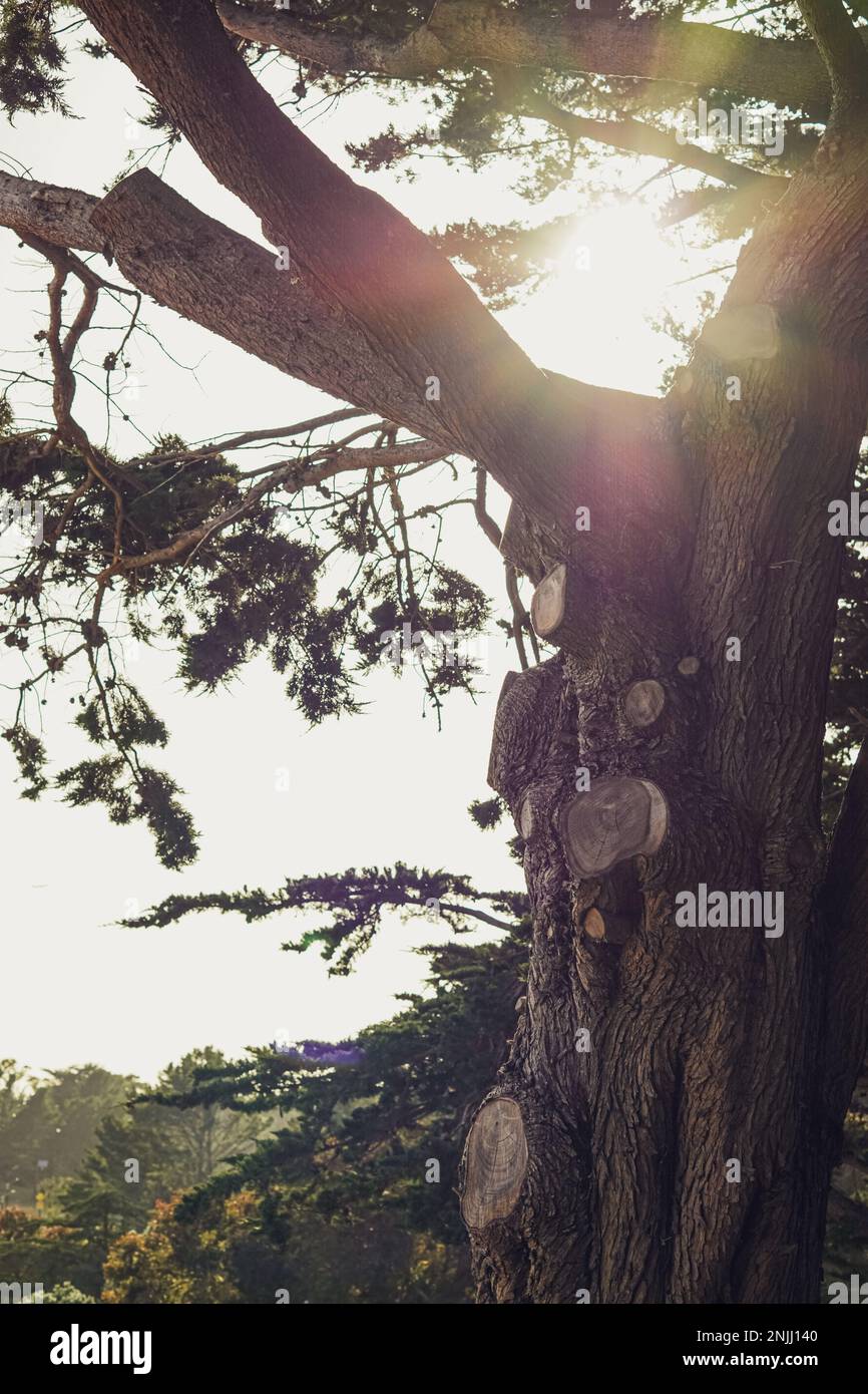 Closeup sunlight through white blossom hi-res stock photography and ...
