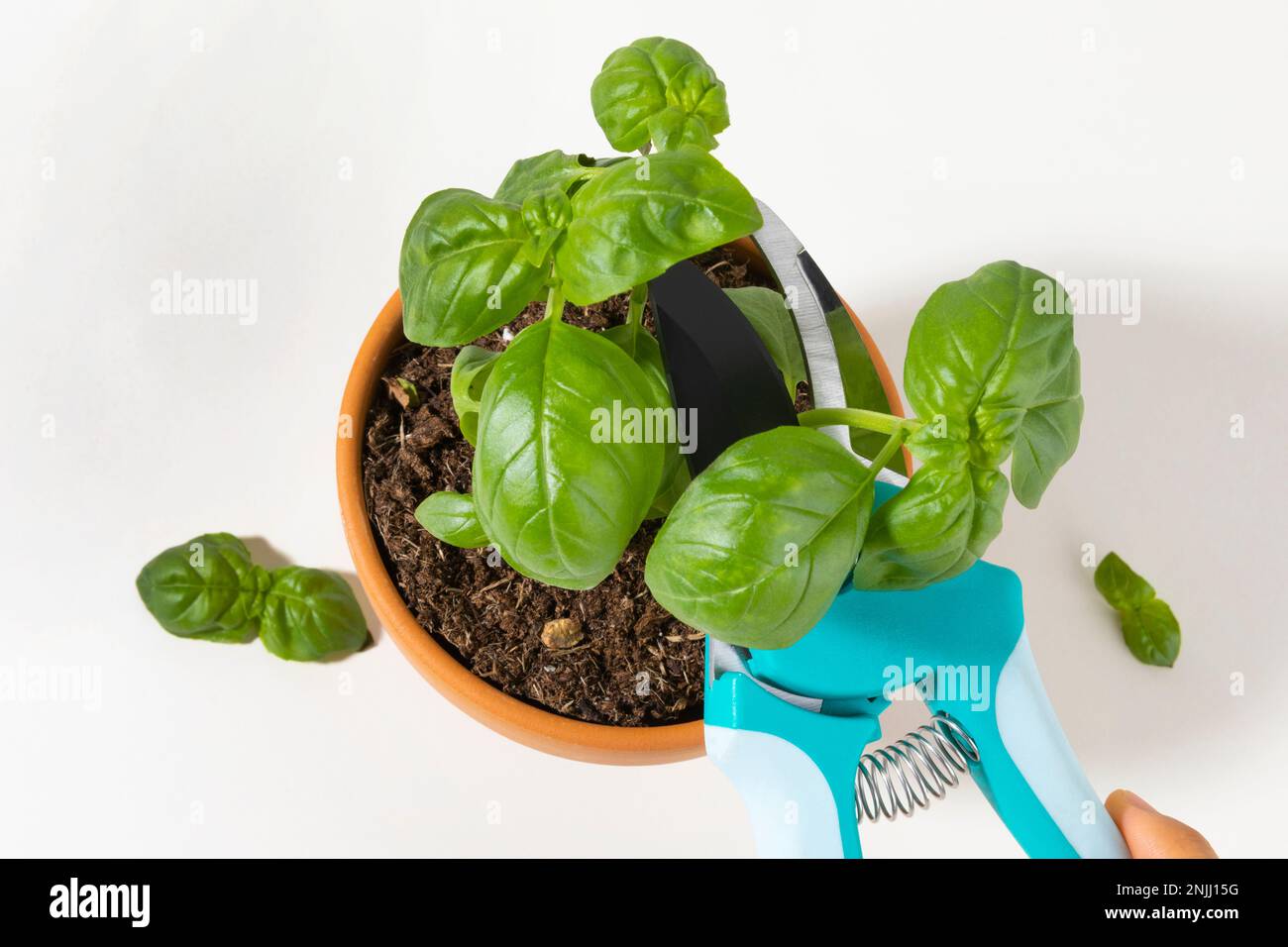 trimming fresh basil pot Stock Photo - Alamy